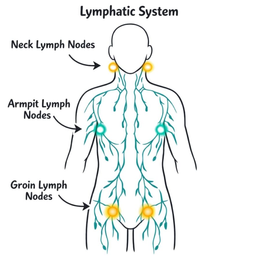 Swollen Lymph Nodes Explained: Assessment And Care